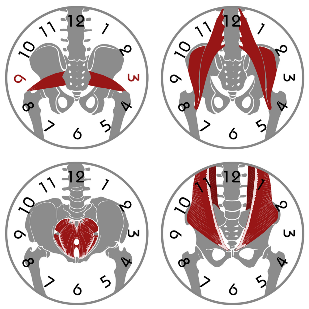 Pelvic Clock Device | Pelvic Clock Exercise Ball | Pelvic Clock